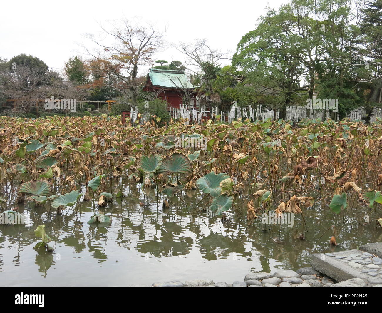 The genpei ponds with lotuses growing in the water, at Tsurugaoka ...