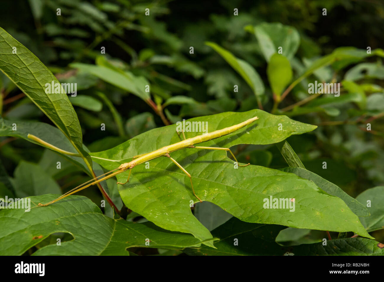 Northern Walkingstick (Diapheromera femorata Stock Photo - Alamy