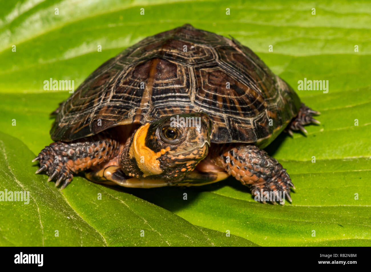 Bog Turtle (Glyptemys muhlenbergii Stock Photo - Alamy