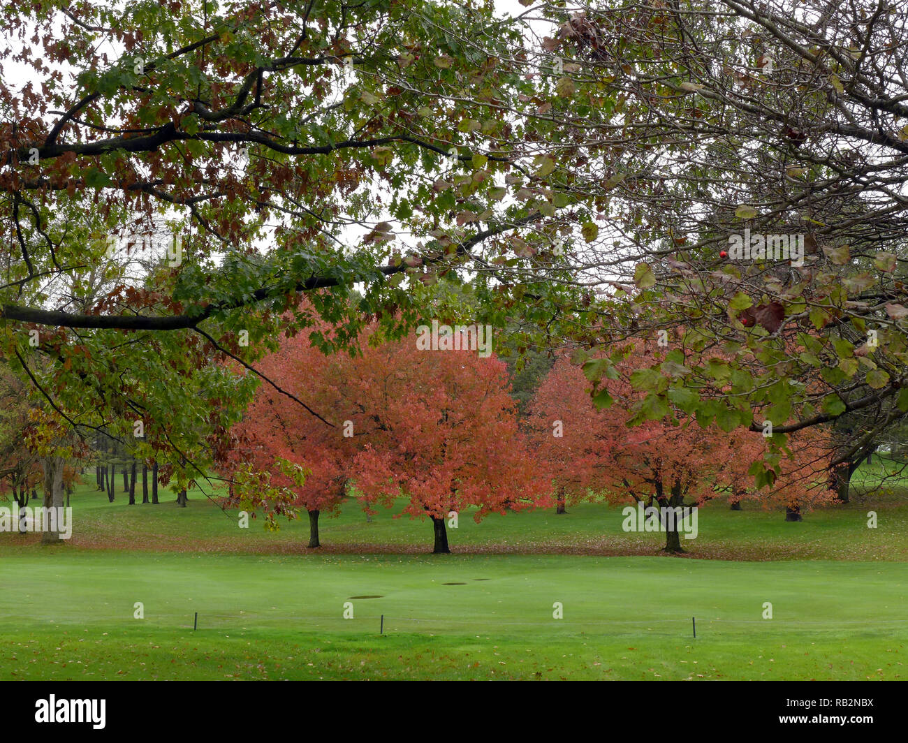 Autumn colors on golf course Stock Photo - Alamy
