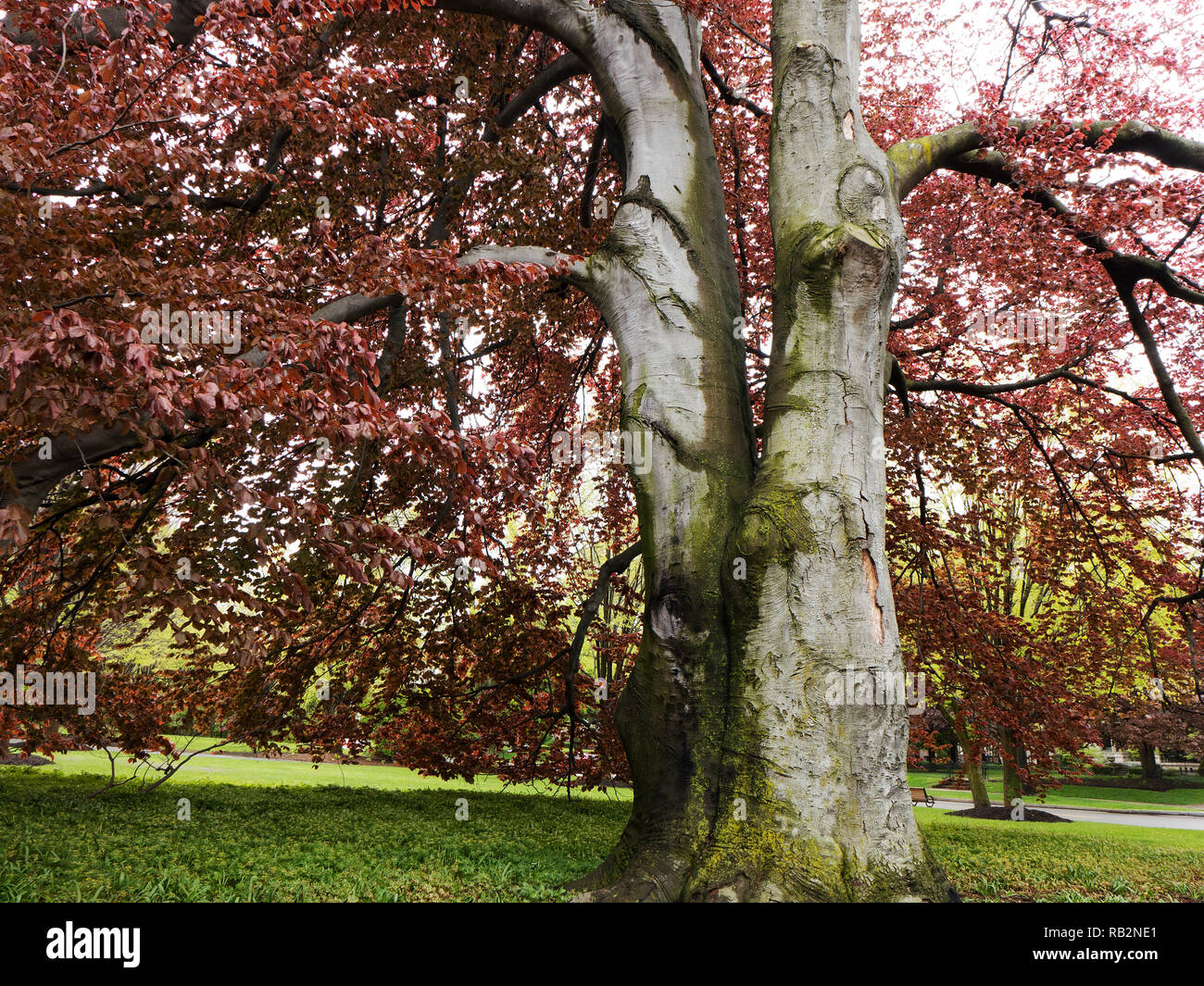 Stately Beech tree in autumn foliage Stock Photo - Alamy