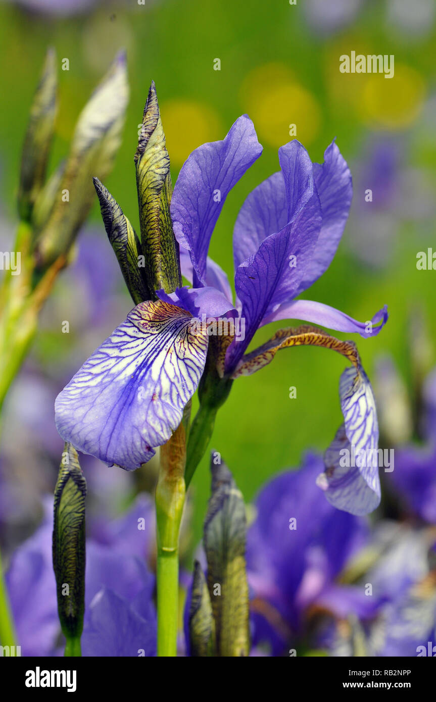 Siberian iris, Siberian flag, Sibirische Schwertlilie, Wiesen ...