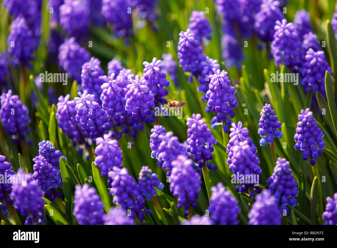 Muscari single flower hi-res stock photography and images - Alamy