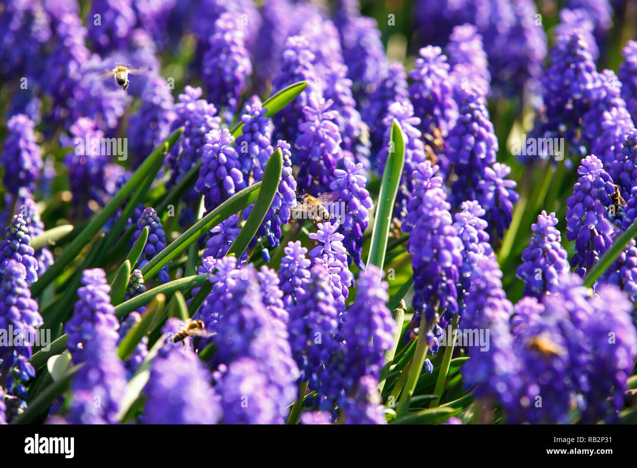 Muscari single flower hi-res stock photography and images - Alamy