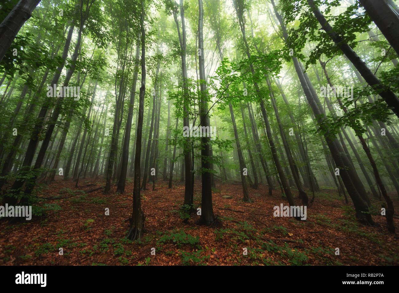 Beautiful nature at morning in the misty spring forest with sun rays ...