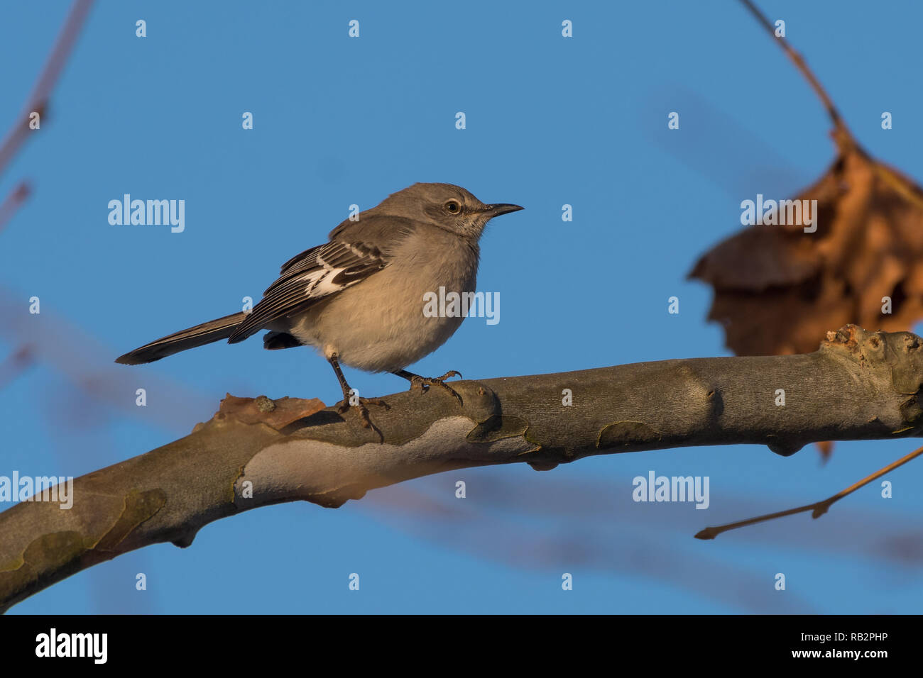 Mockingbird on tree branch hi-res stock photography and images - Alamy