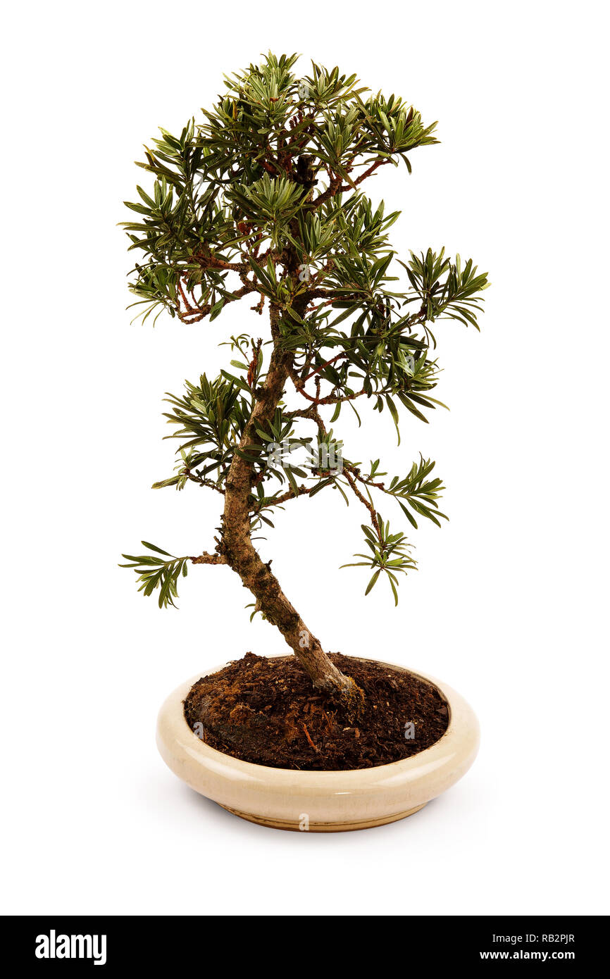 Japanese bonsai tree in Cut Out Stock Images & Pictures - Alamy