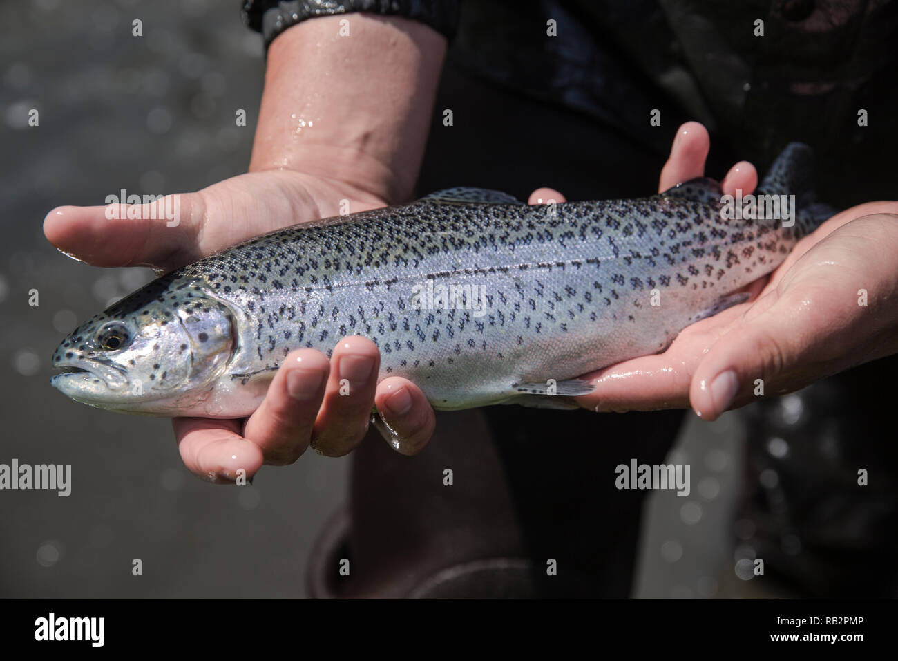 Two hands holding a fish hi-res stock photography and images - Alamy