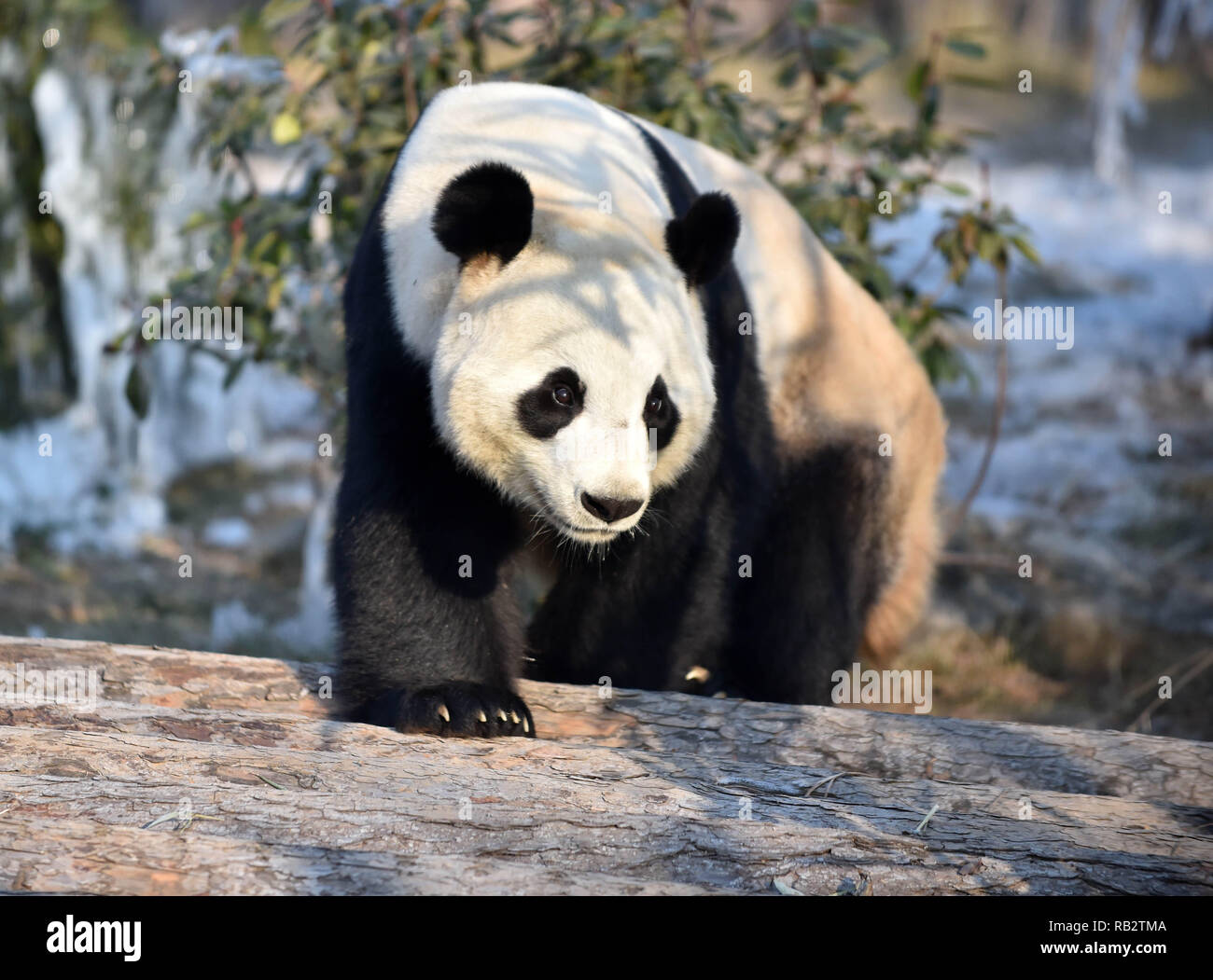 Jinan, China's Shandong Province. 6th Jan, 2019. Giant panda "Ya Shuang ...