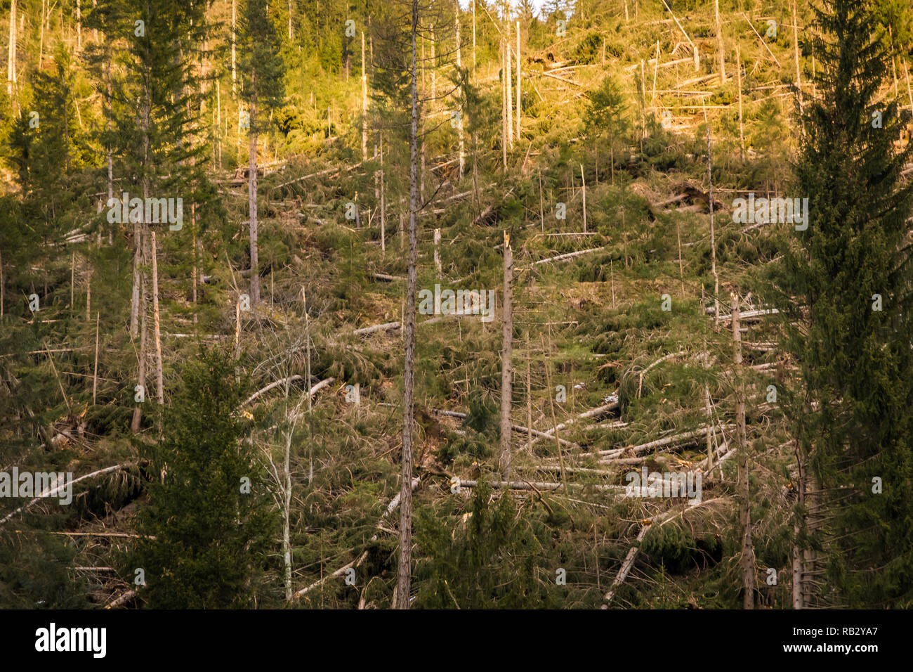 Vaia disaster hi-res stock photography and images - Alamy