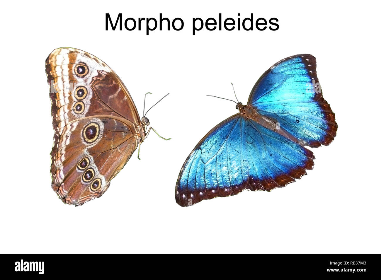 Beautiful blue butterfly Morpho peleides on an isolated white ...