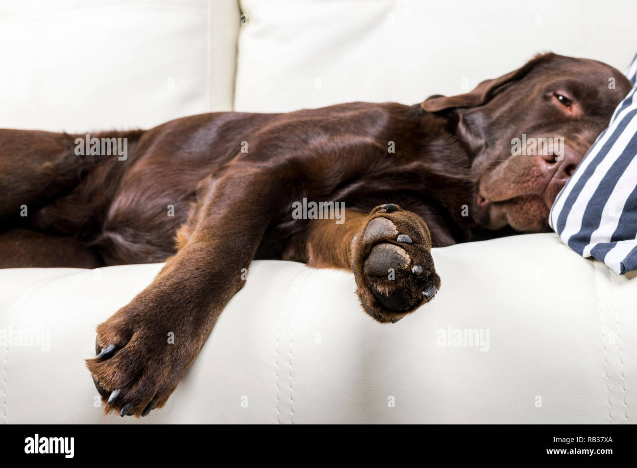 Brown chocolate labrador retriever dog is sleeping on sofa with pillow ...