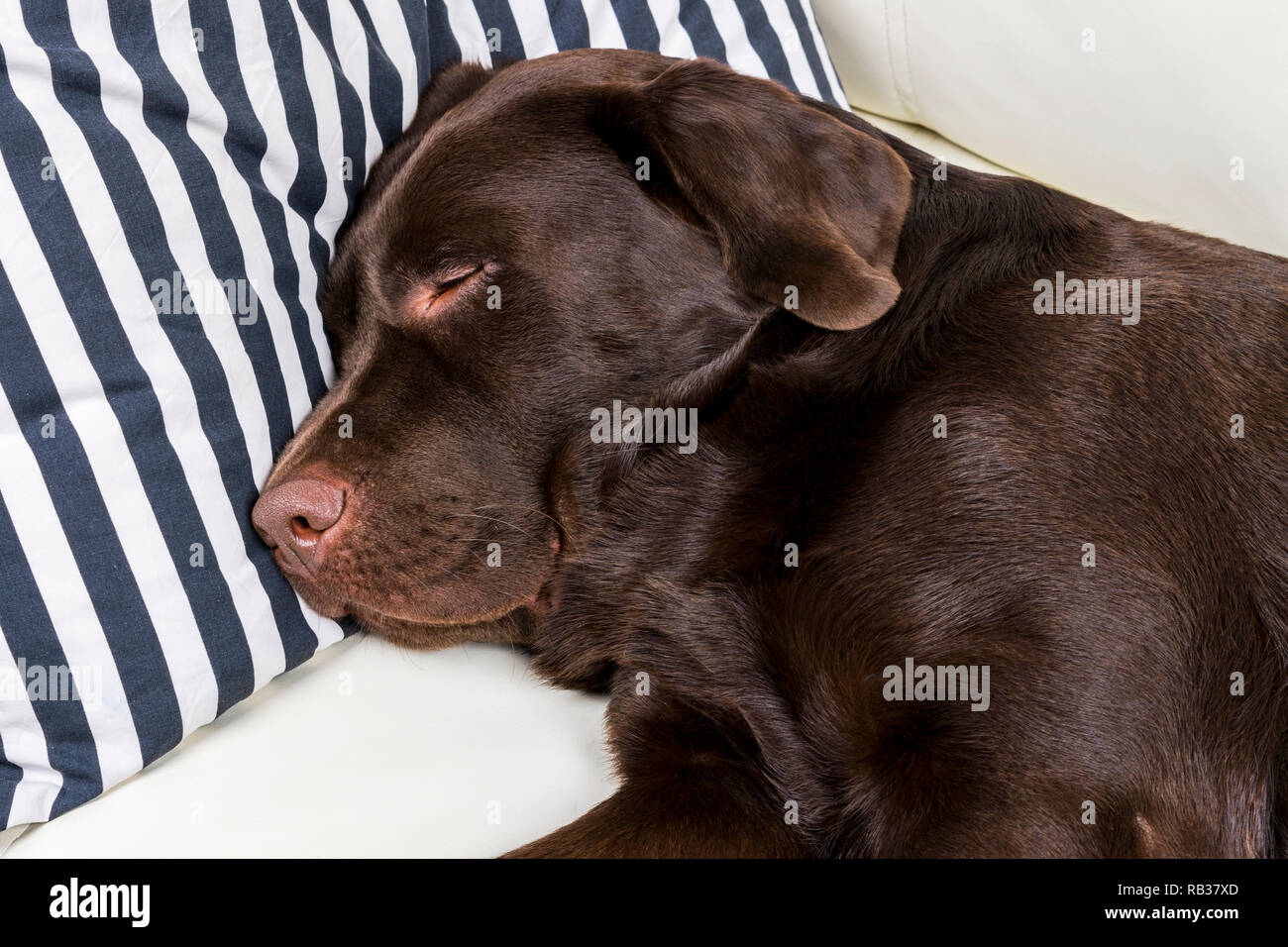 Tired Lab Puppy