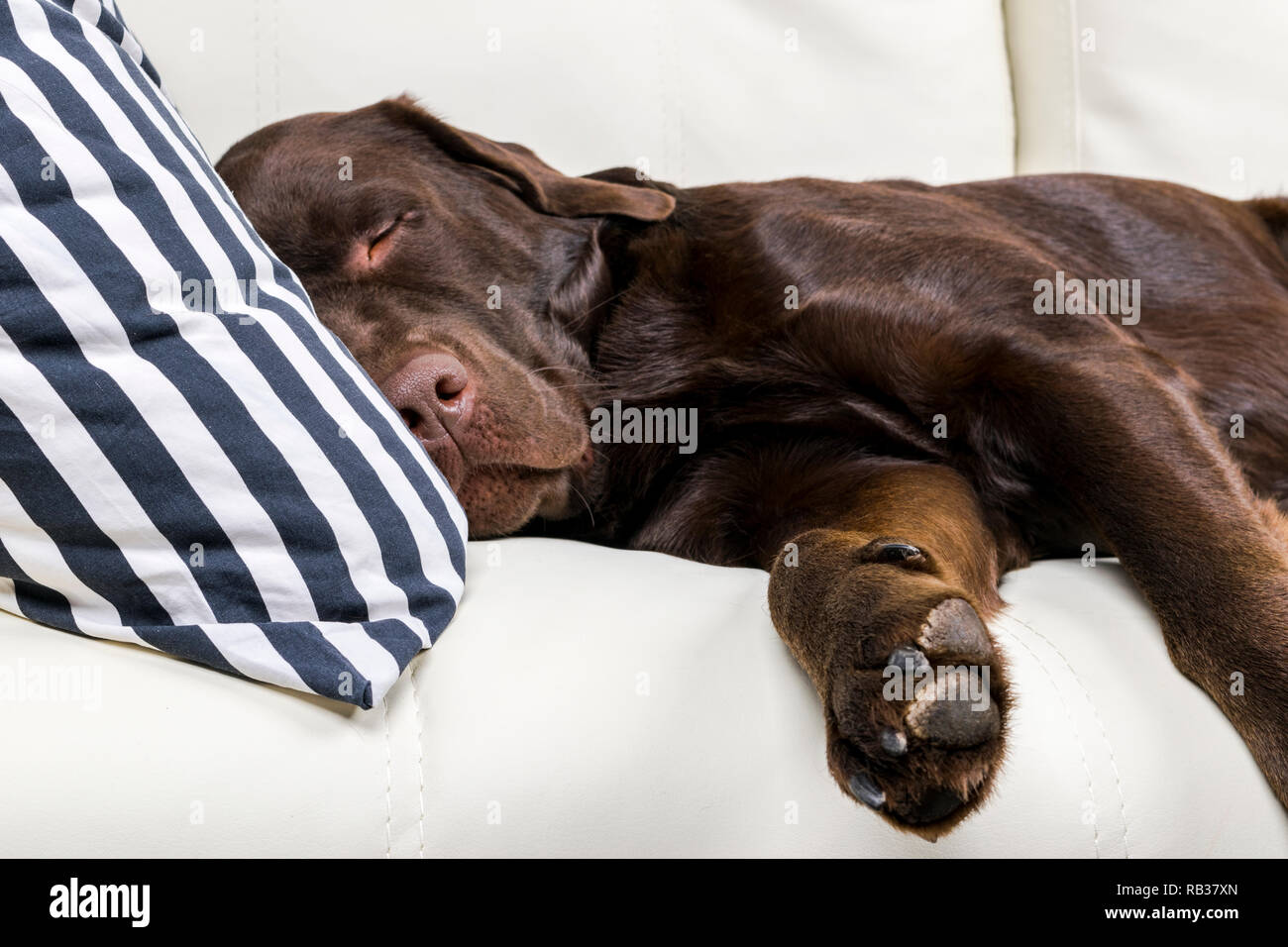 Brown chocolate labrador retriever dog is sleeping on sofa with pillow ...