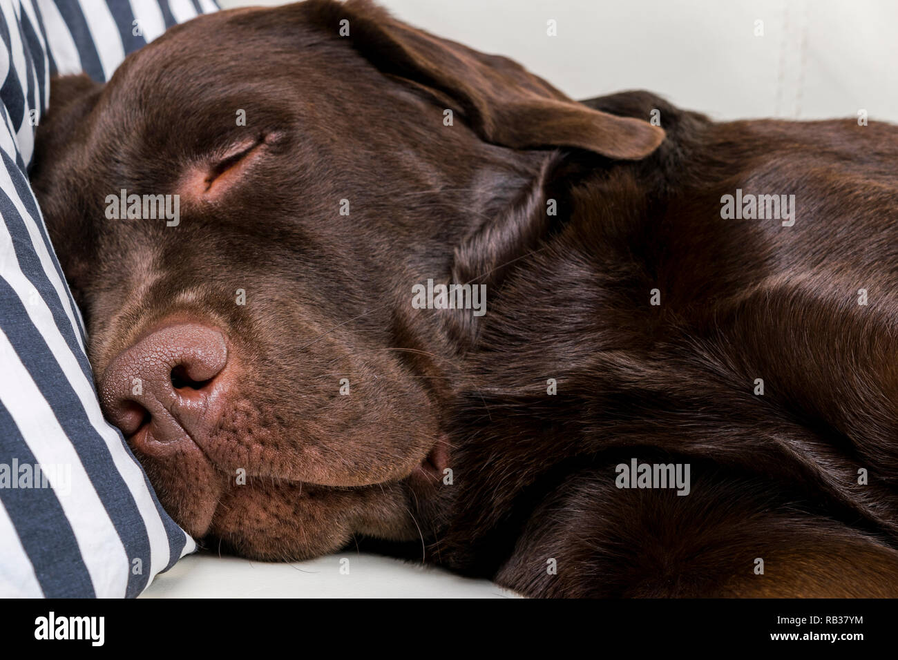Brown chocolate labrador retriever dog is sleeping on sofa with pillow ...