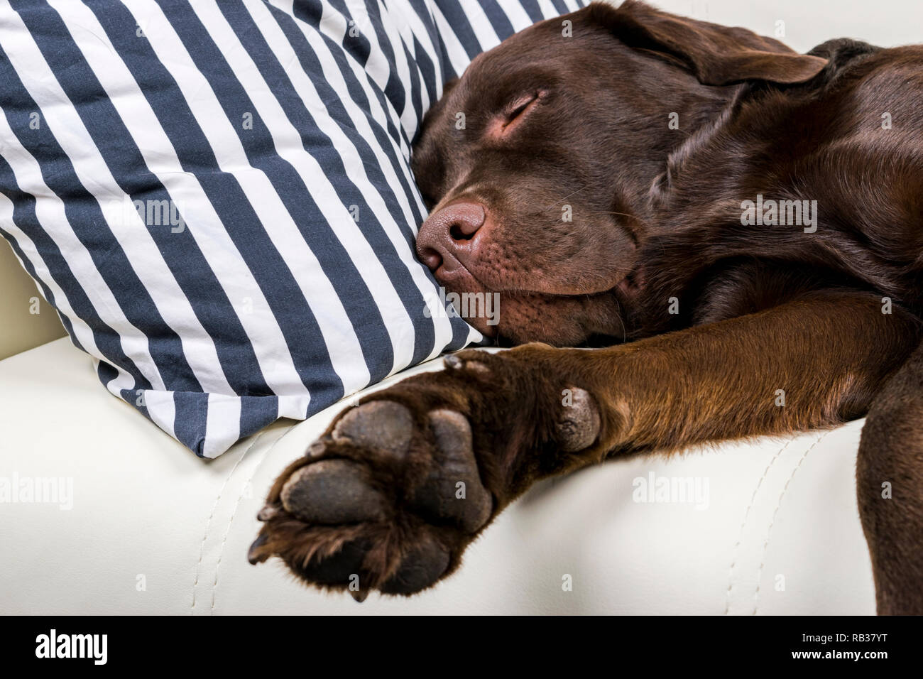 Brown chocolate labrador retriever dog is sleeping on sofa with pillow ...