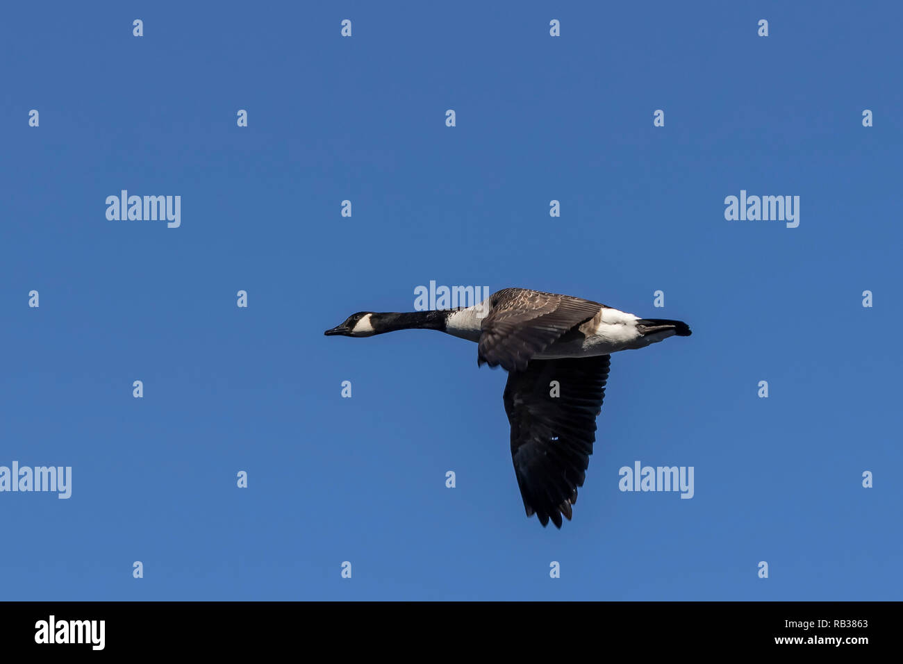 Goose in flight.Canada goose (Branta canadensis) in flight.Blue ...