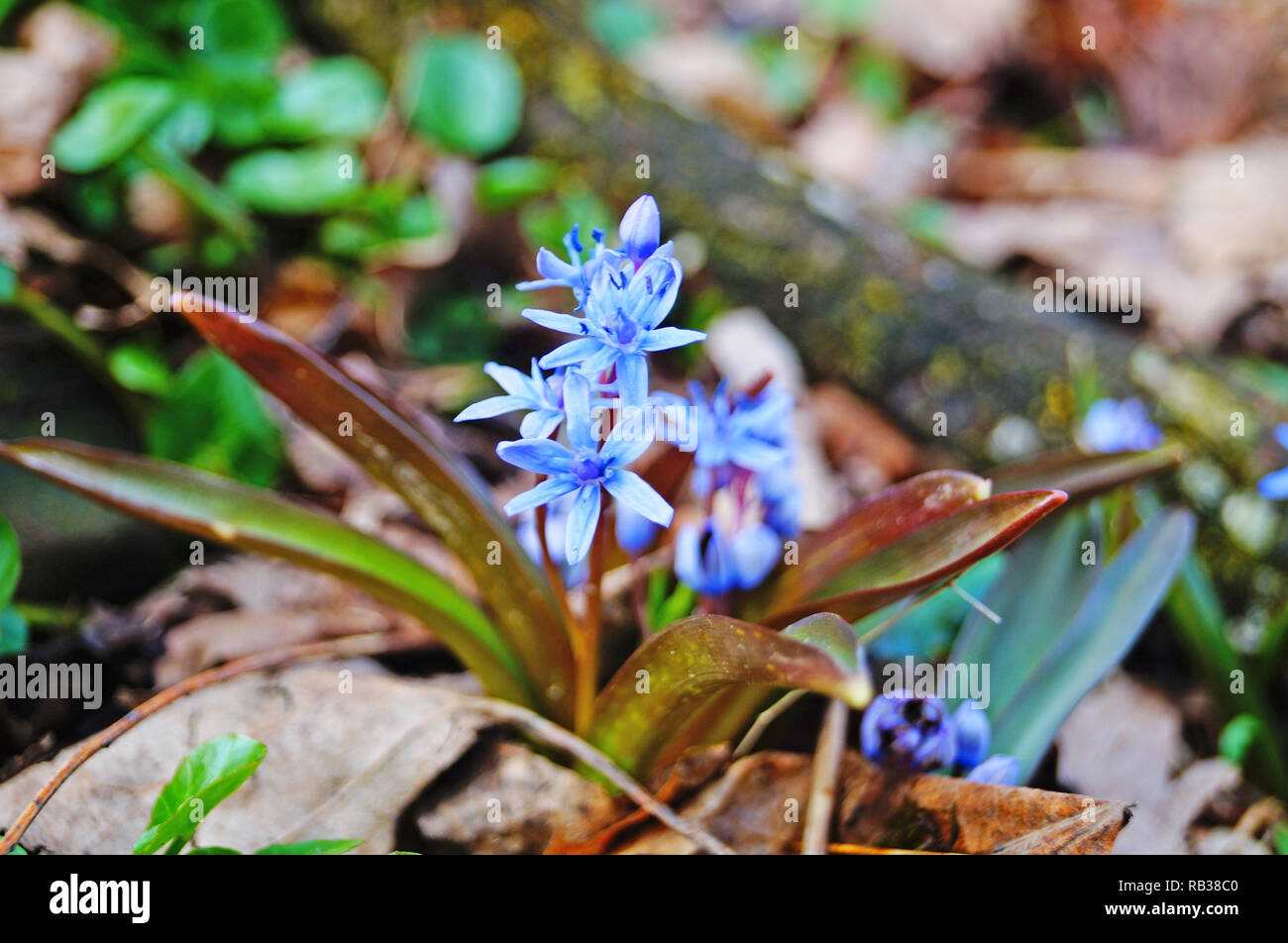 Spring Scilla with blue flowers and buds on sunny meadow in green grass ...