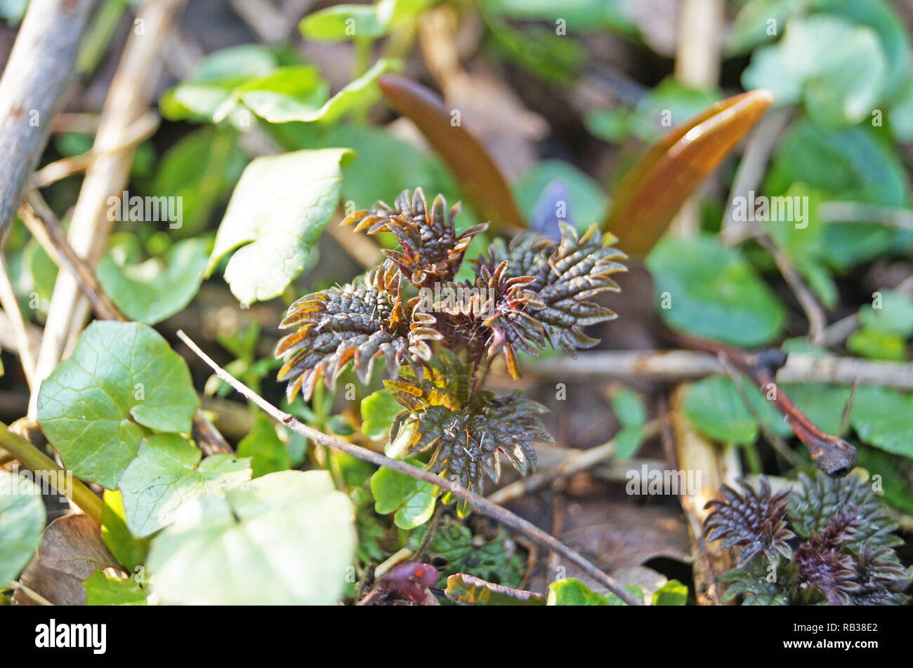 Nettle sprouts hi-res stock photography and images - Alamy