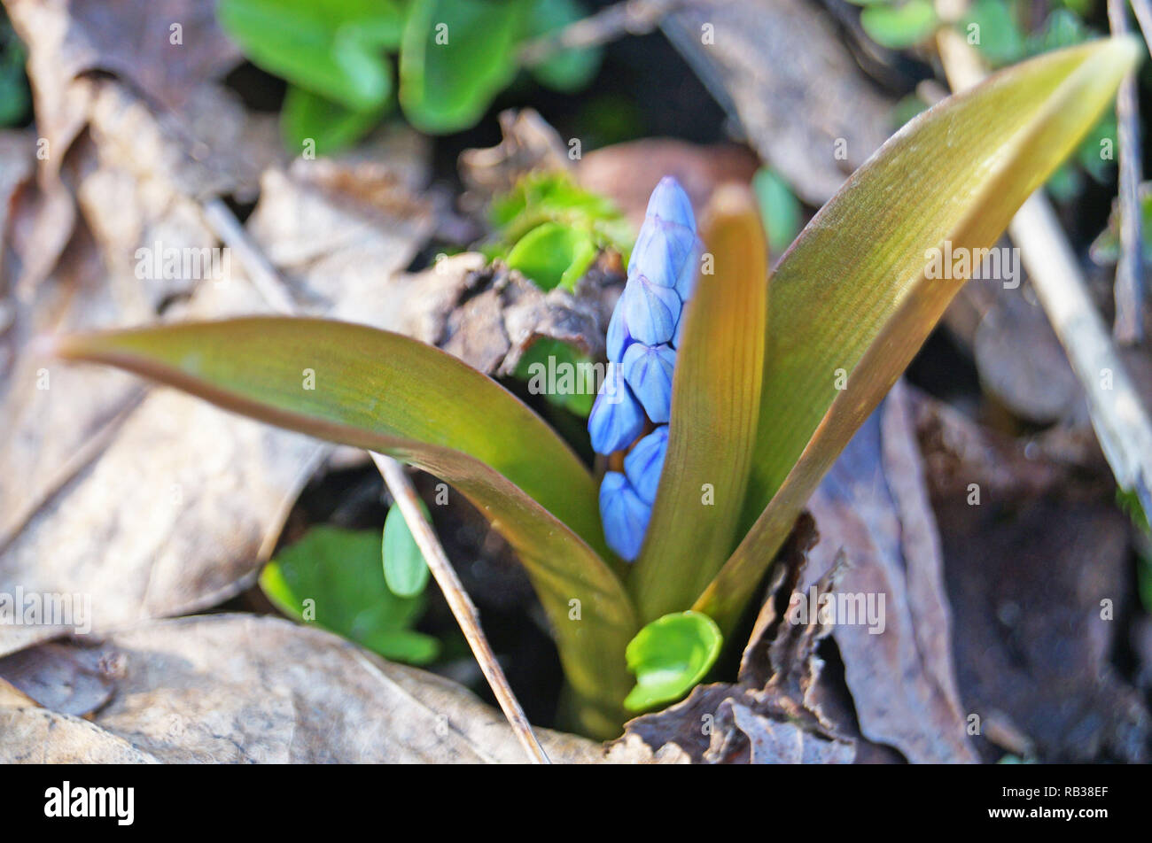 Spring Scilla with blue flowers and buds on sunny meadow in green grass ...