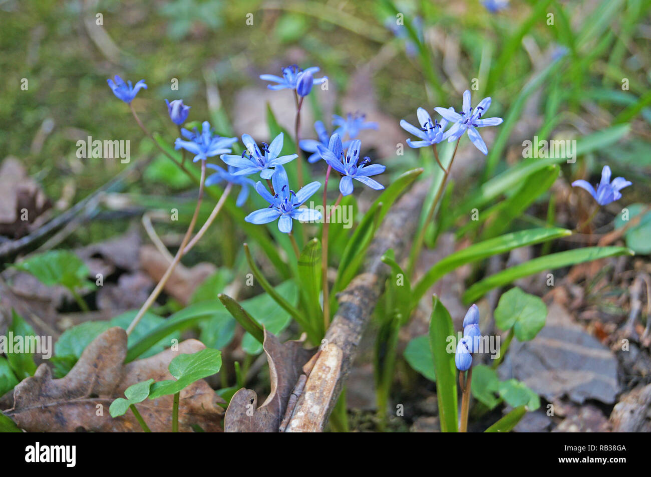 Spring Scilla with blue flowers and buds on sunny meadow in green grass ...