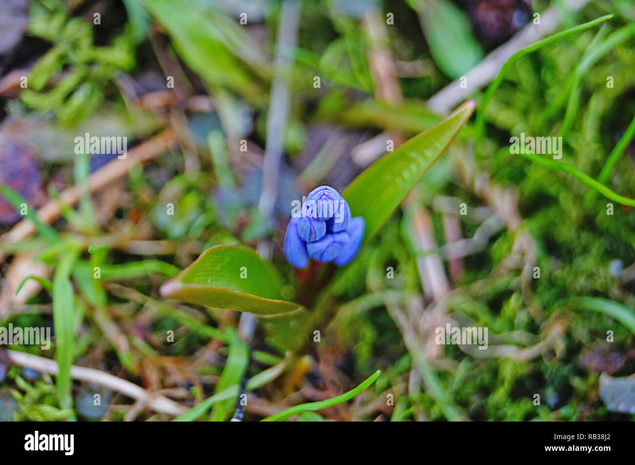 Spring Scilla with blue flowers and buds on sunny meadow in green grass ...