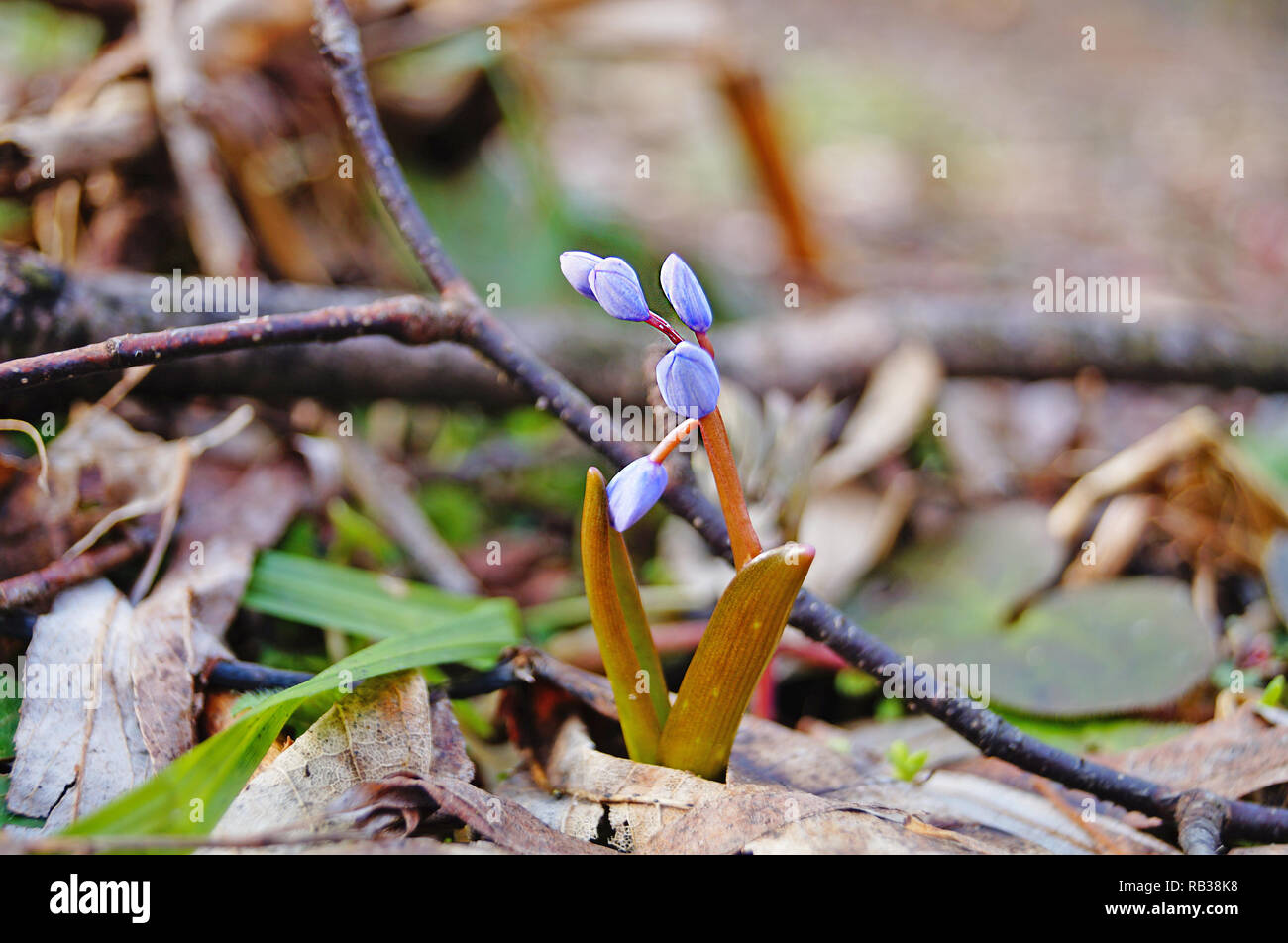 Spring Scilla with blue flowers and buds on sunny meadow in green grass ...