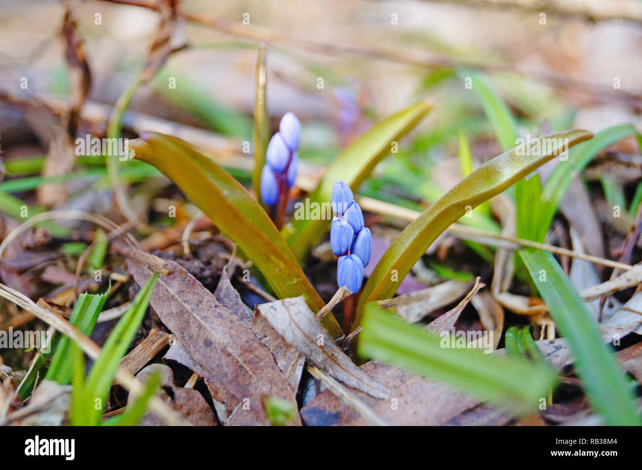 Spring Scilla with blue flowers and buds on sunny meadow in green grass ...