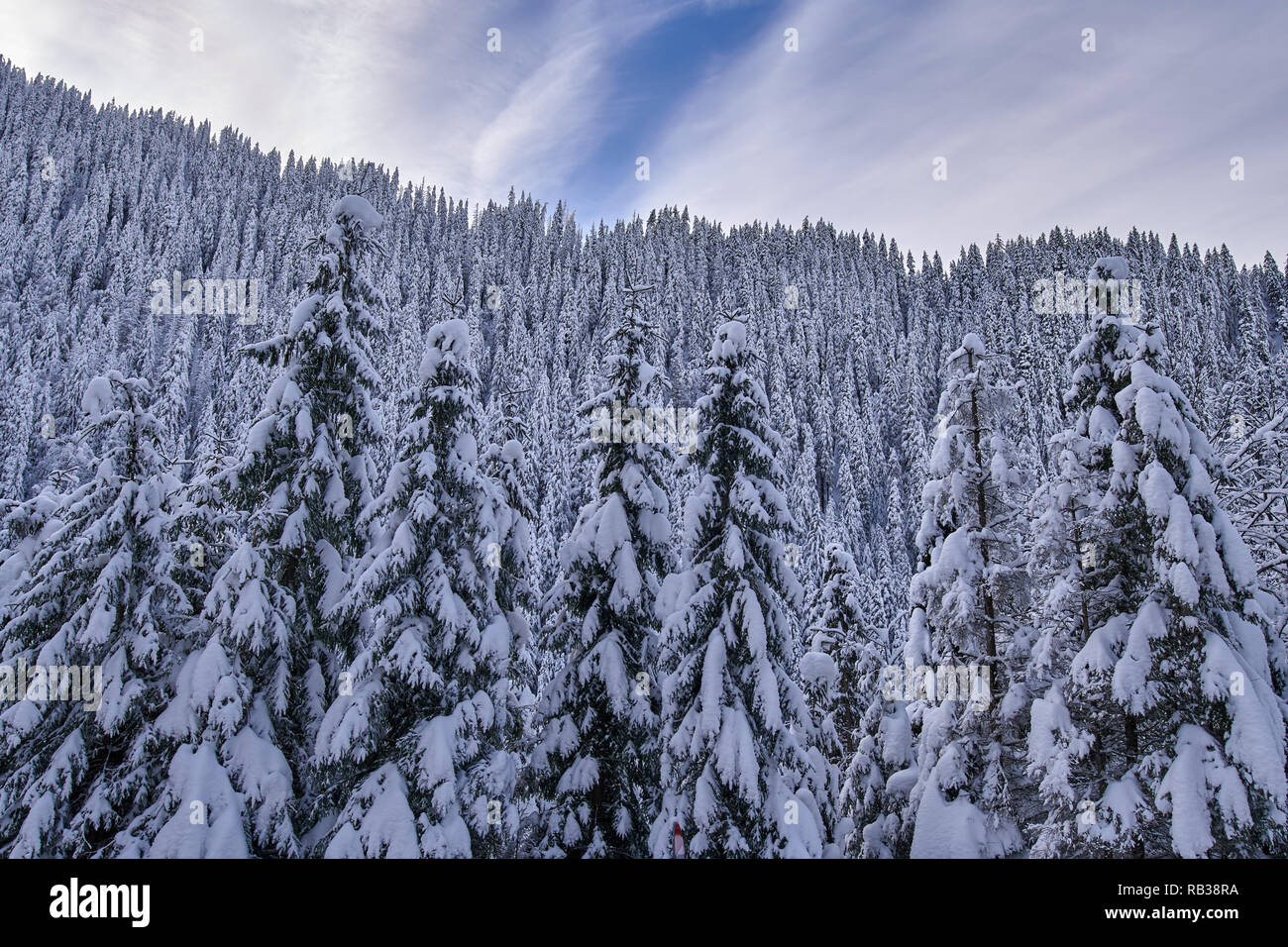 Mountain landscape with fir trees covered in snow Stock Photo - Alamy