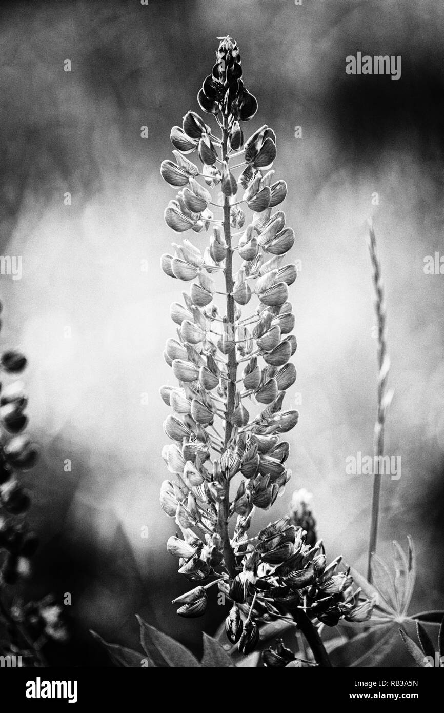 Lupine plants Black and White Stock Photos & Images - Alamy