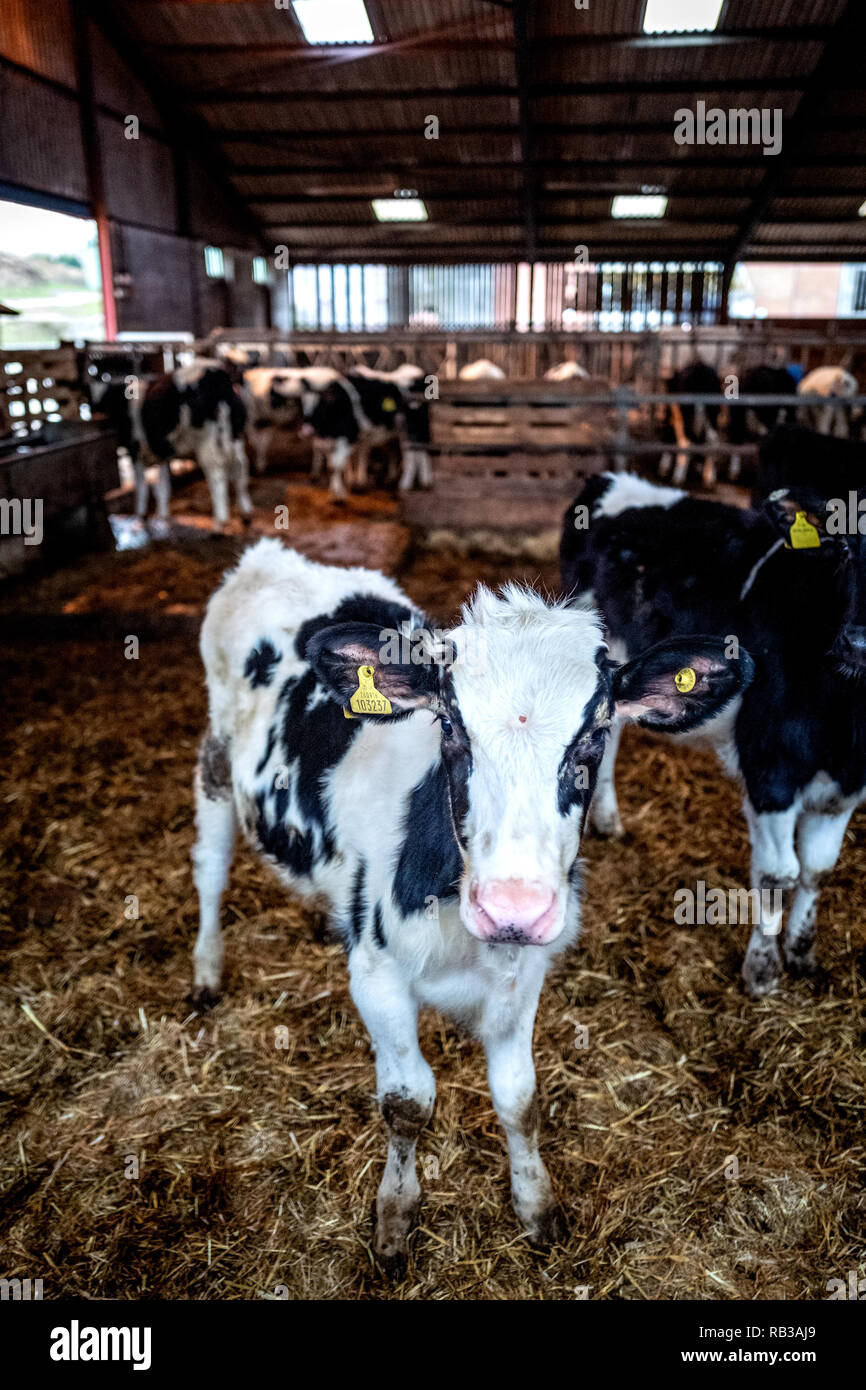 Ovingdean brighton hi-res stock photography and images - Alamy