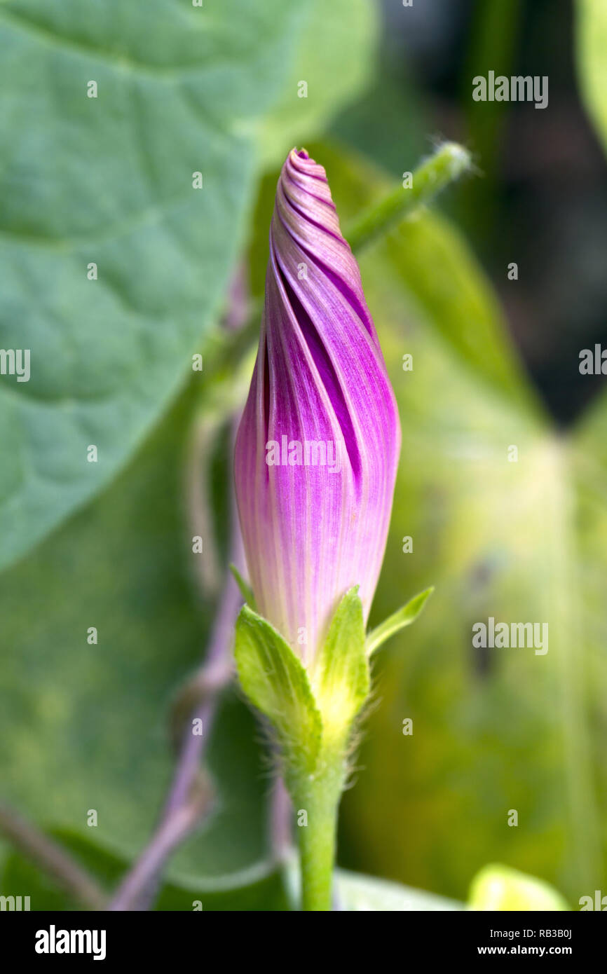 Newly opened flower hi-res stock photography and images - Alamy