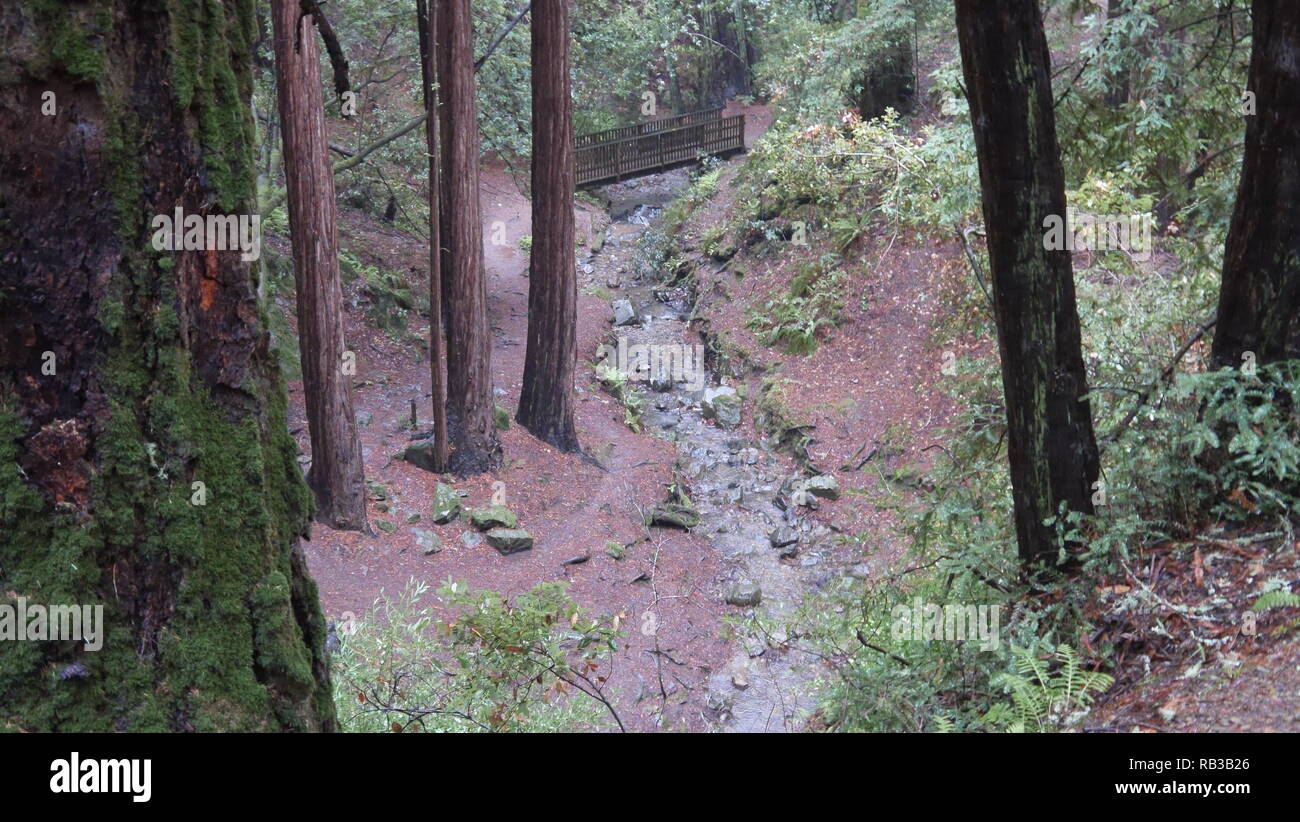 Wet forest area hi-res stock photography and images - Alamy