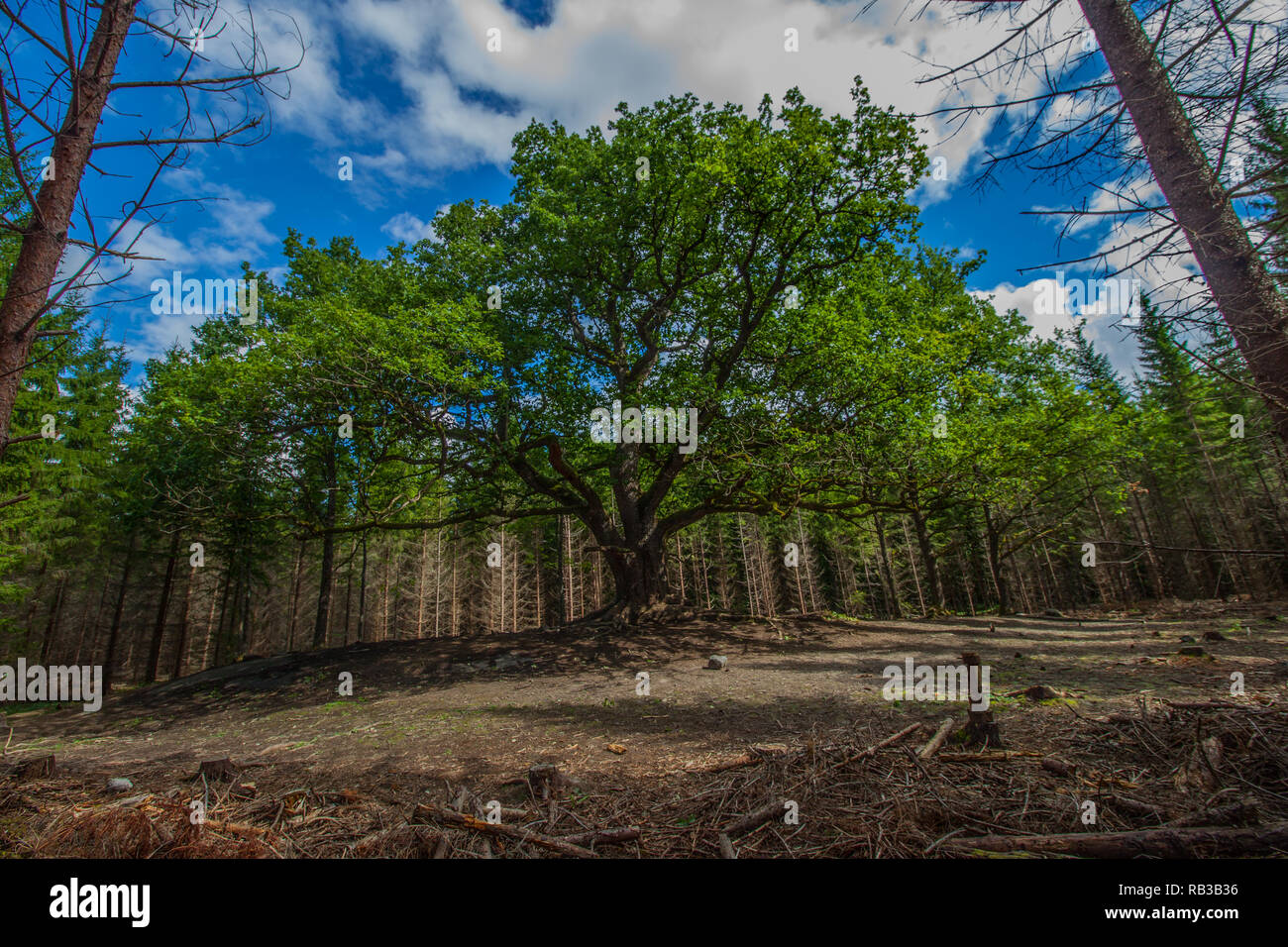 Paavolan tammi hi-res stock photography and images - Alamy