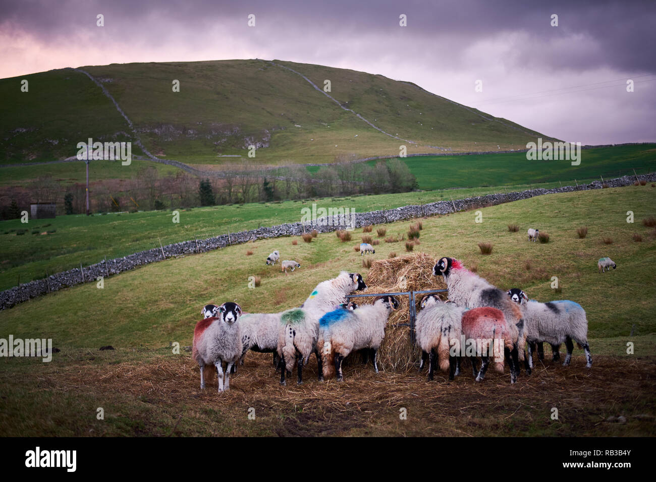 A flock of Swaledale sheep feed at a feeder filled with hay on a hillside in North Yorkshire. UK ...