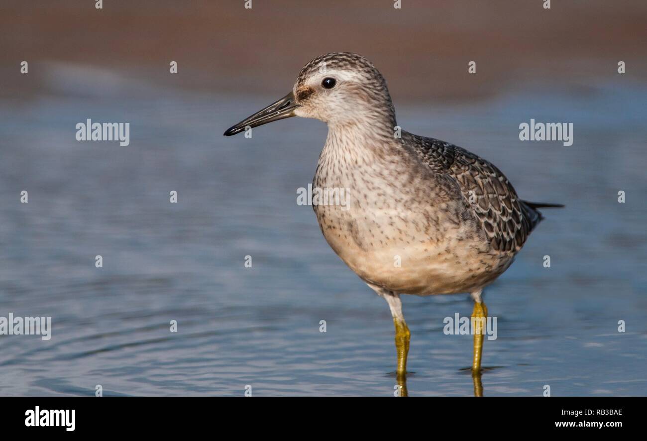 Knot bird hi-res stock photography and images - Alamy