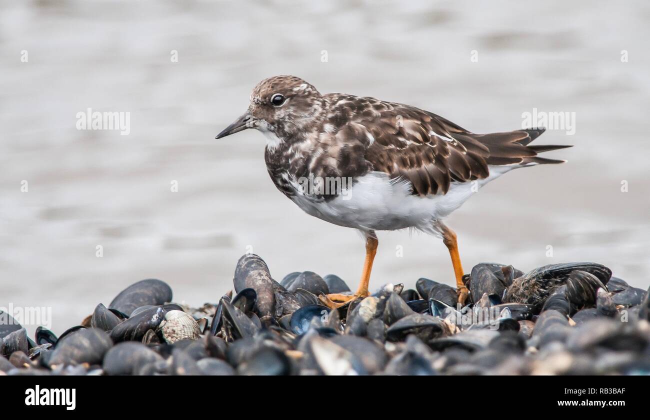 A close up photo of a Turnstone Stock Photo - Alamy