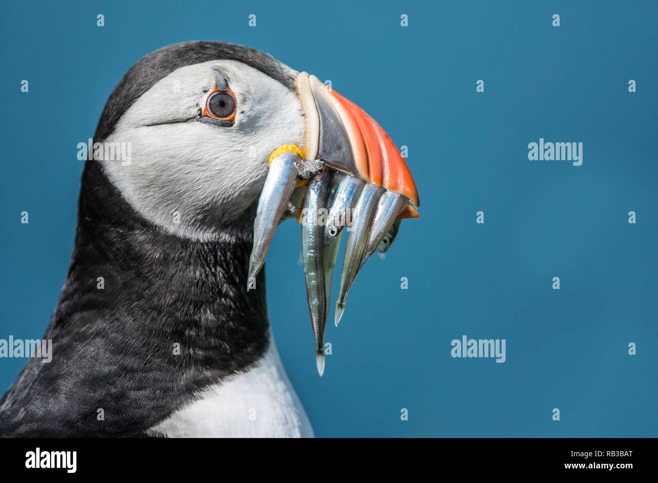 Close up photo of a Puffin Stock Photo - Alamy