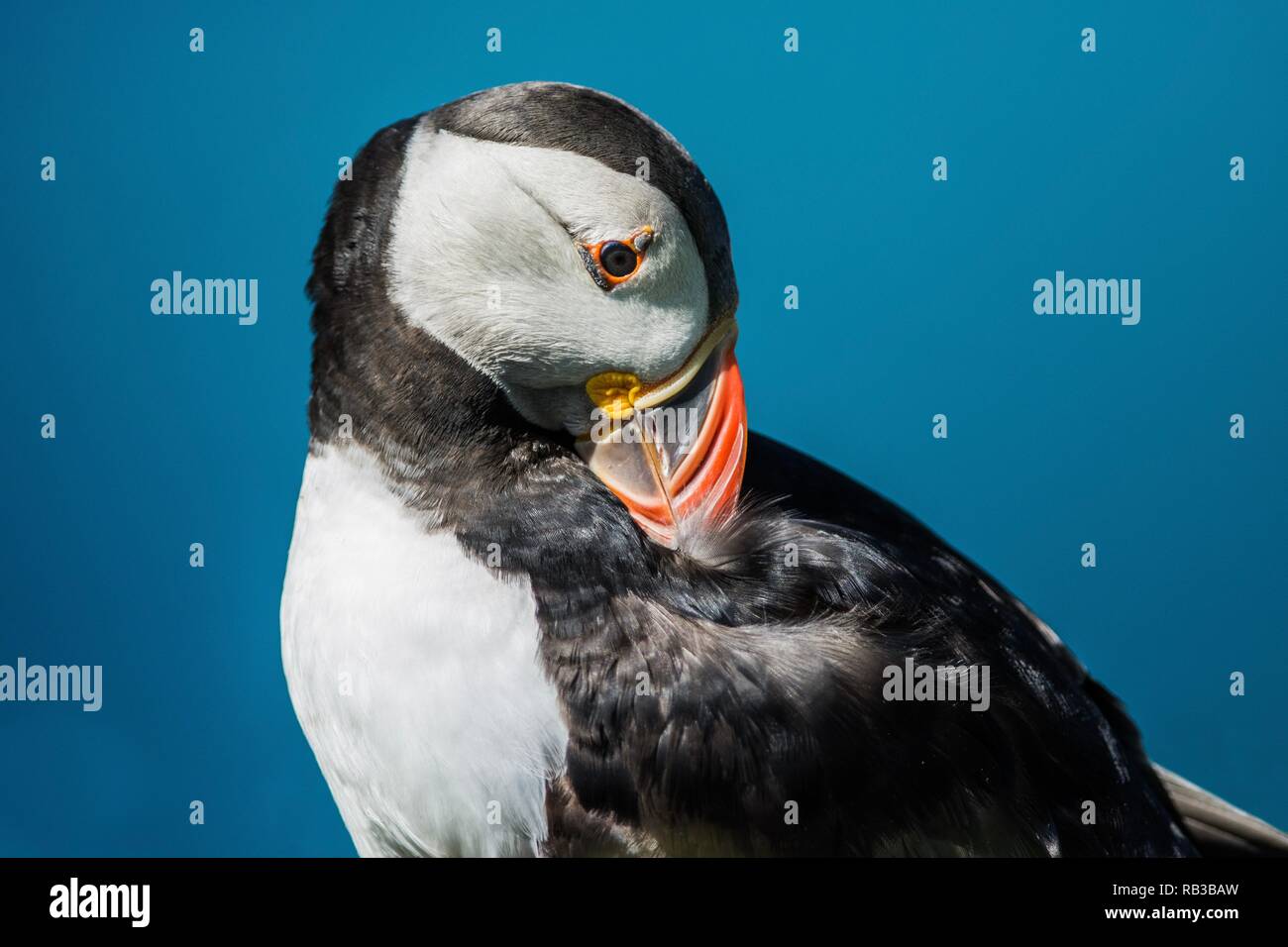 Close up photo of a Puffin Stock Photo - Alamy