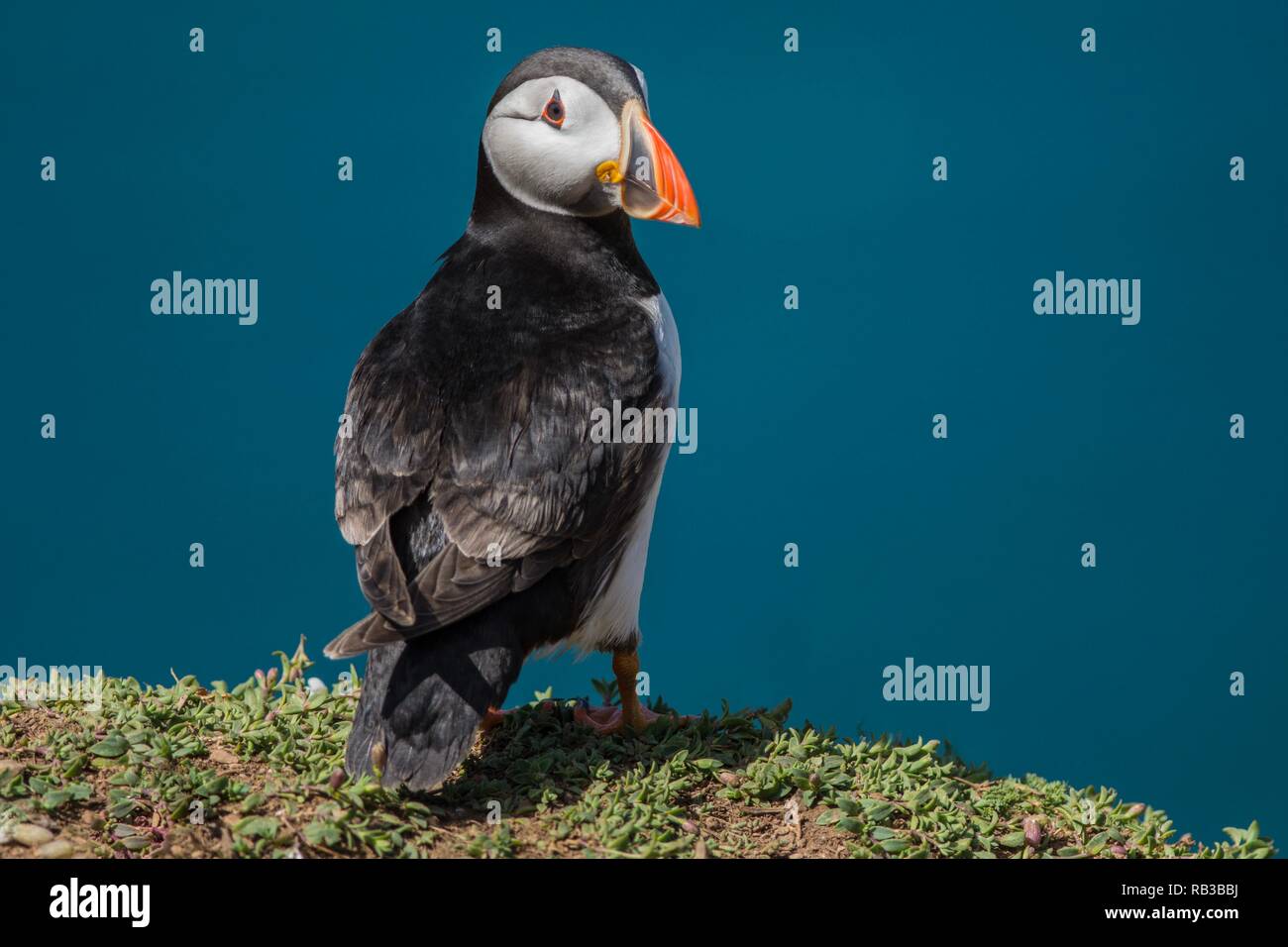 Close up photo of a Puffin Stock Photo - Alamy