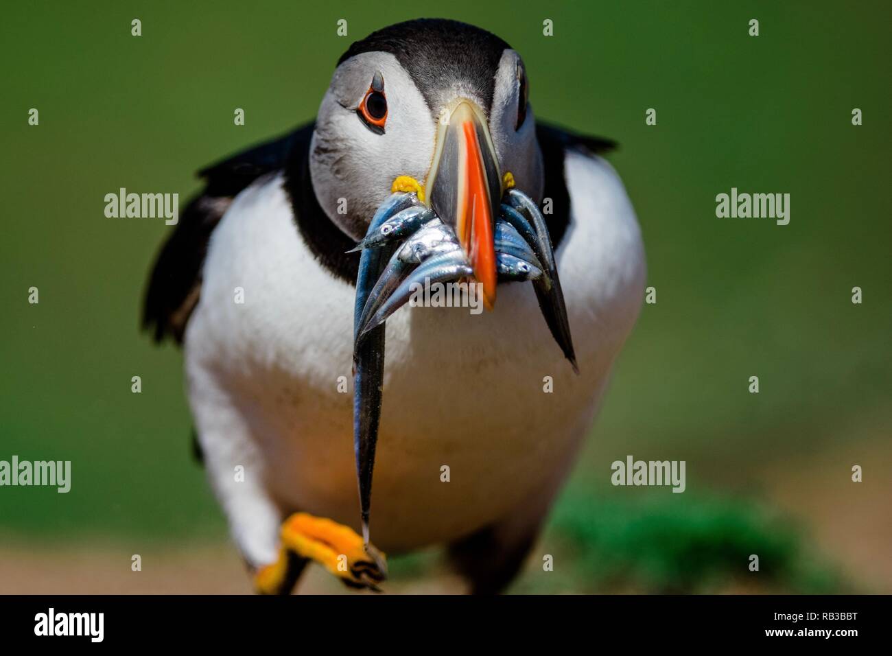 Photo of a puffin hi-res stock photography and images - Alamy