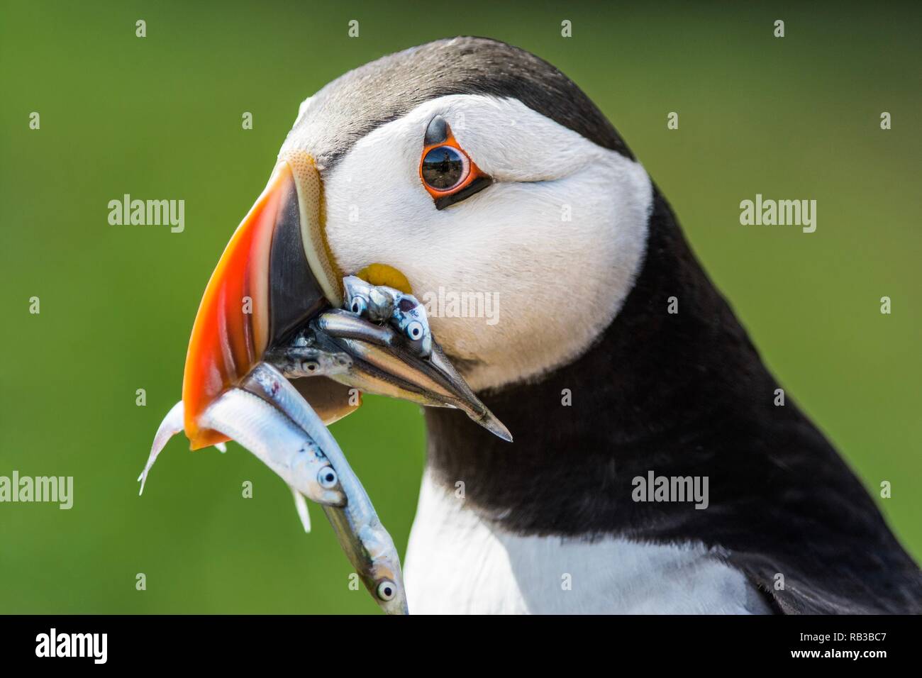 Close up photo of a Puffin Stock Photo - Alamy