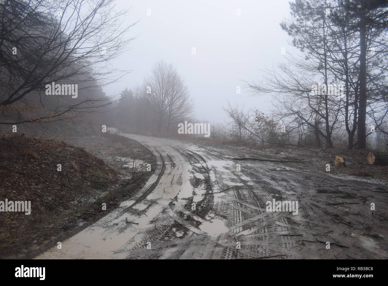Muddy forest road Stock Photo - Alamy