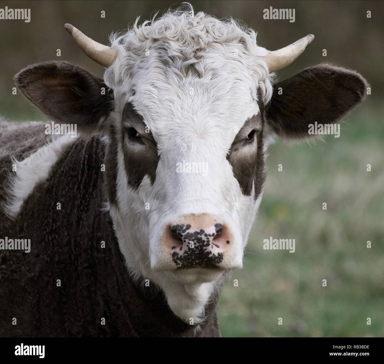 Cow head gate hi-res stock photography and images - Alamy