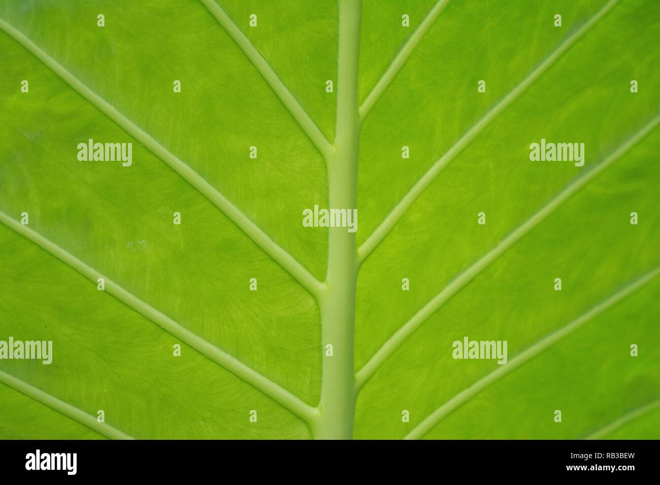 Long thin leaf hi-res stock photography and images - Alamy