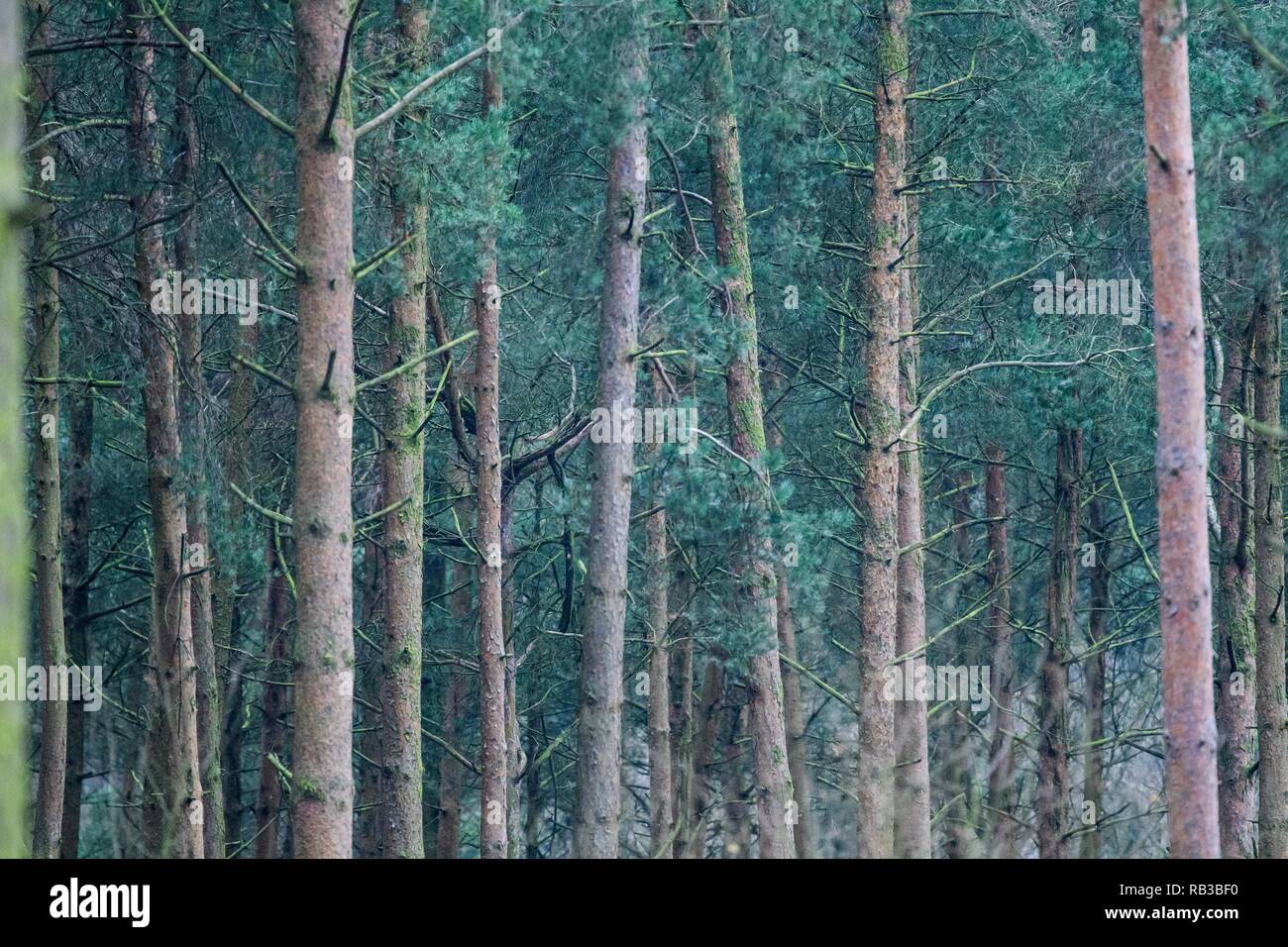 Close up photo of trees Stock Photo - Alamy