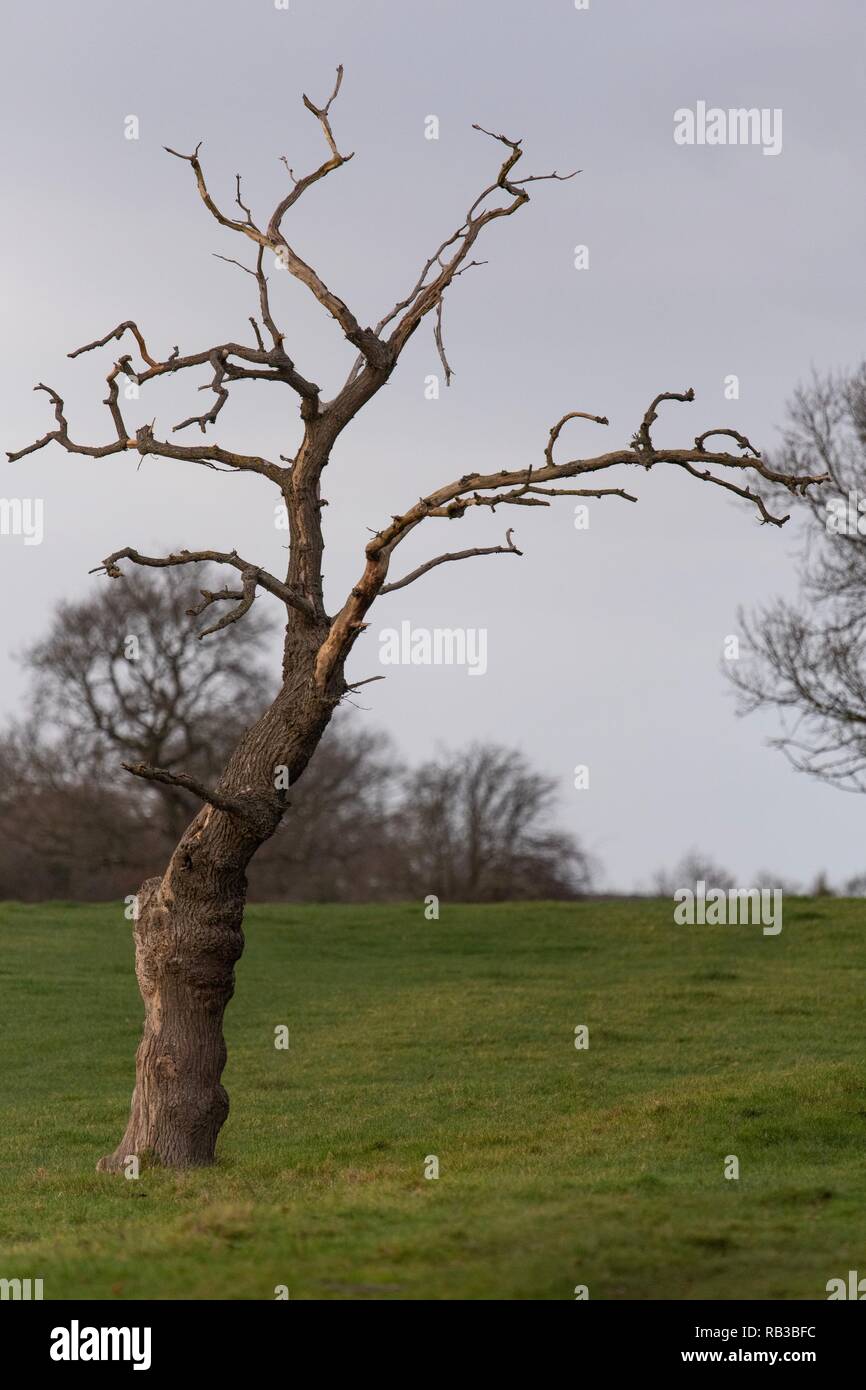 A dead tree in a field Stock Photo - Alamy