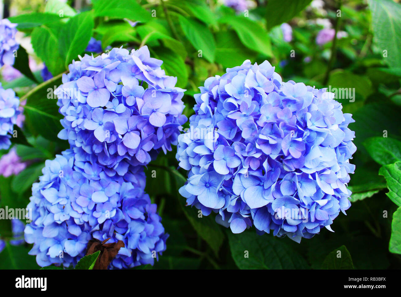 Big leaf hydrangea hi-res stock photography and images - Alamy