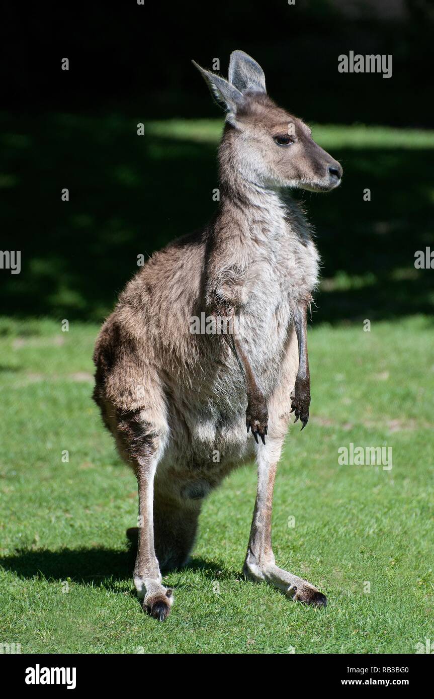 Kangaroo macropod hi-res stock photography and images - Alamy