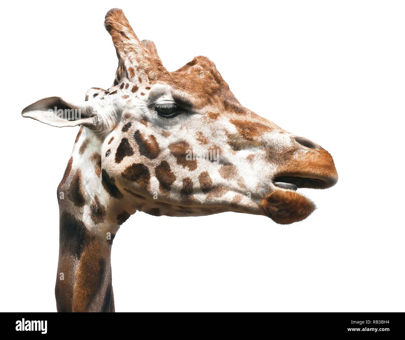 Giraffe zoo head close Cut Out Stock Images & Pictures - Alamy